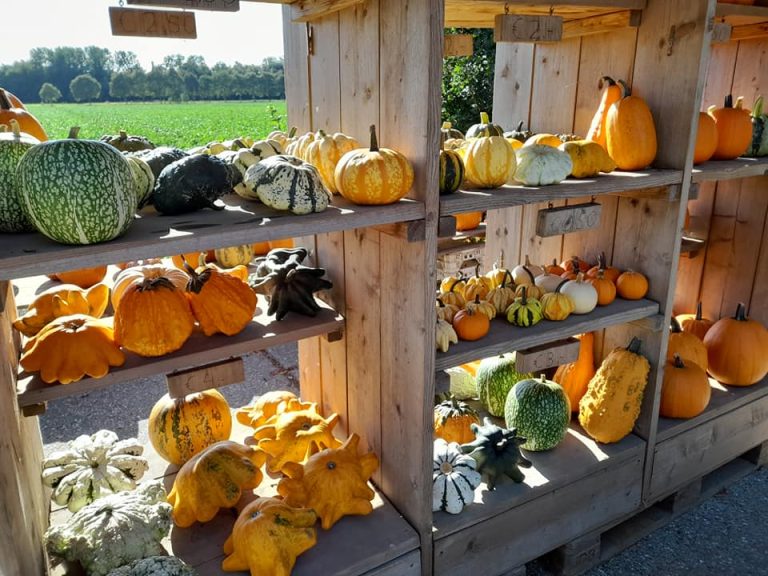 20x toffe pompoenboerderijen & pompoenveldjes in Nederland - So Celebrate!