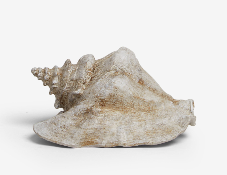 50x mooie decoratie met schelpen - So Celebrate!
