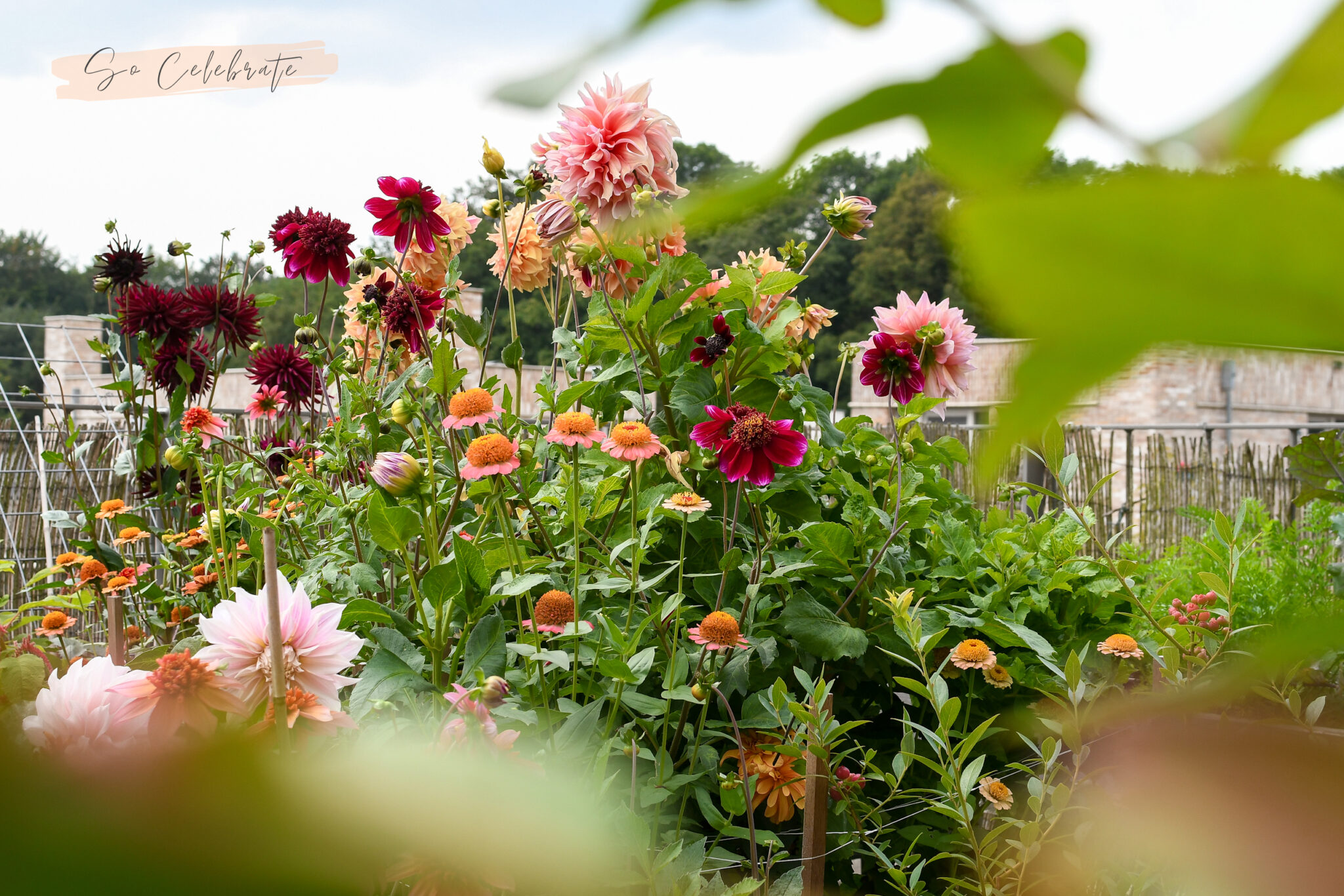 Dahlia's verzorgen | tips voor veel mooie bloemen - So Celebrate! - vier de seizoenen